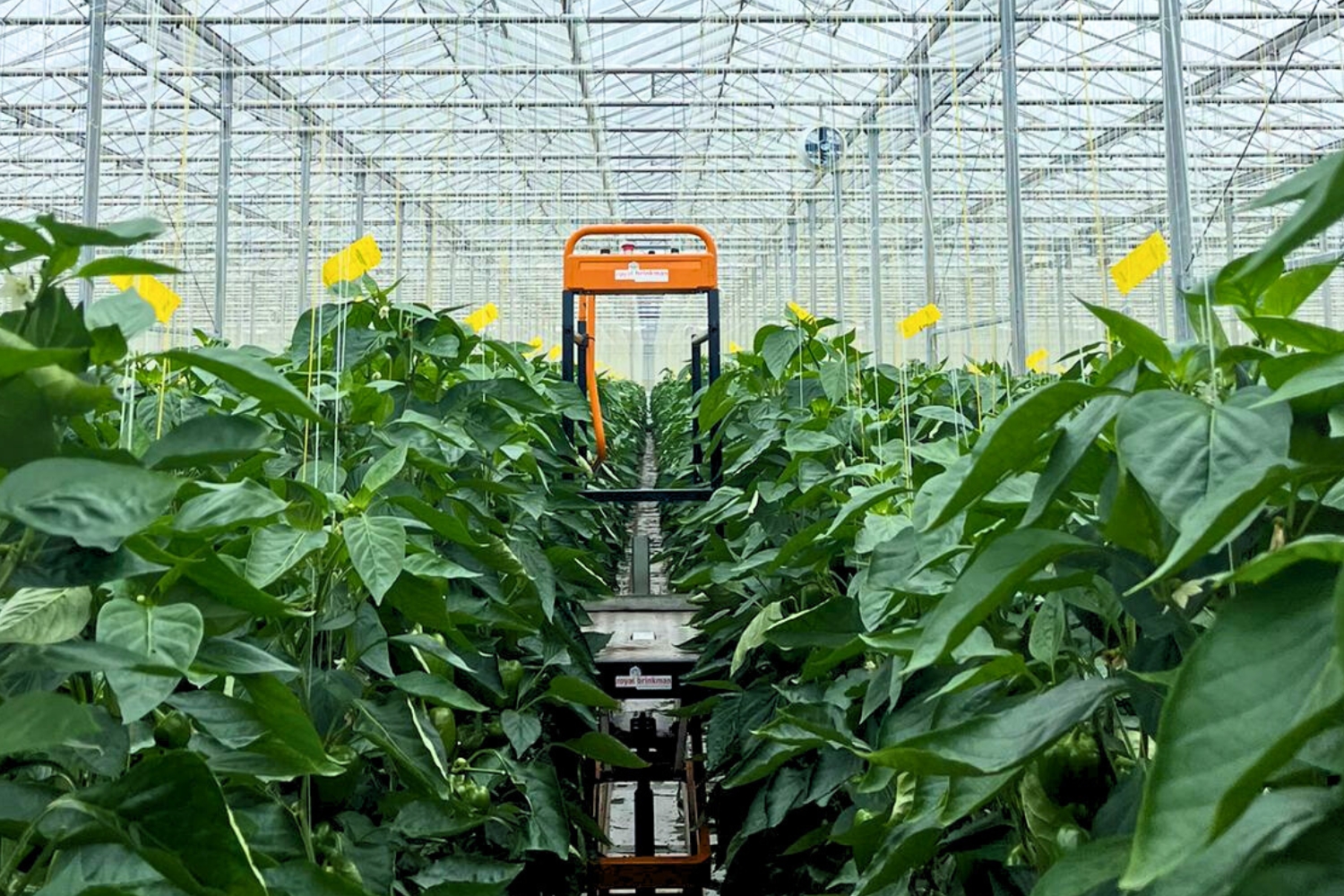 BeNomic Star 260 | compact pipe rail trolley. | Berg Hortimotive